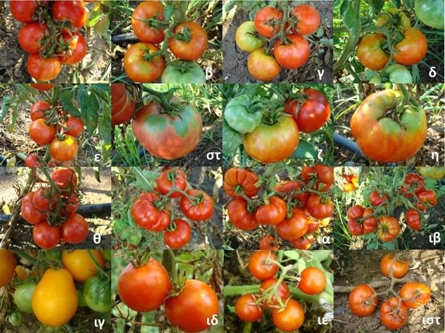 Breeding in Vegetables – IPGRB